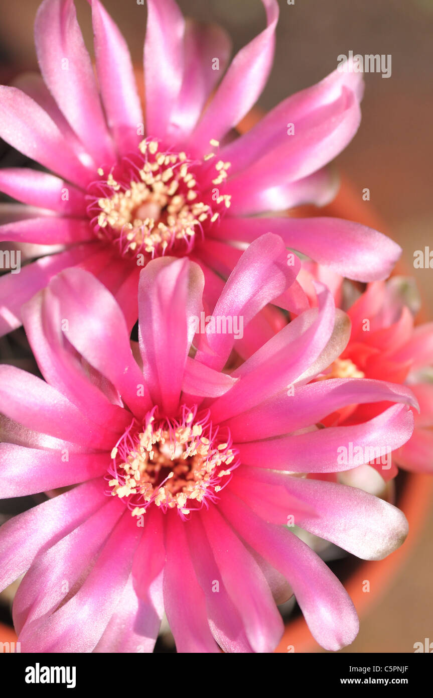 Blooming cactus, Genus: Gymnocalycium Venturi Stock Photo - Alamy