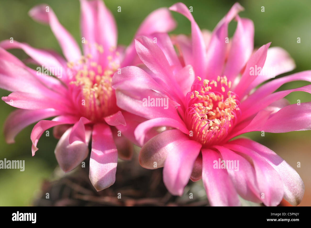 Blooming cactus, Genus: Gymnocalycium Venturi Stock Photo - Alamy