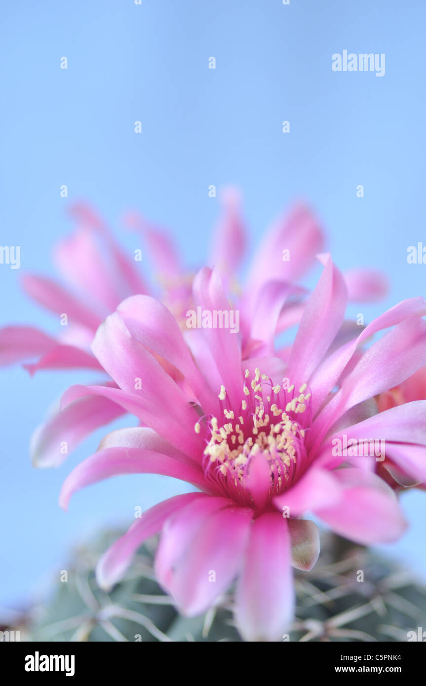 Blooming cactus, Genus: Gymnocalycium Venturi Stock Photo - Alamy