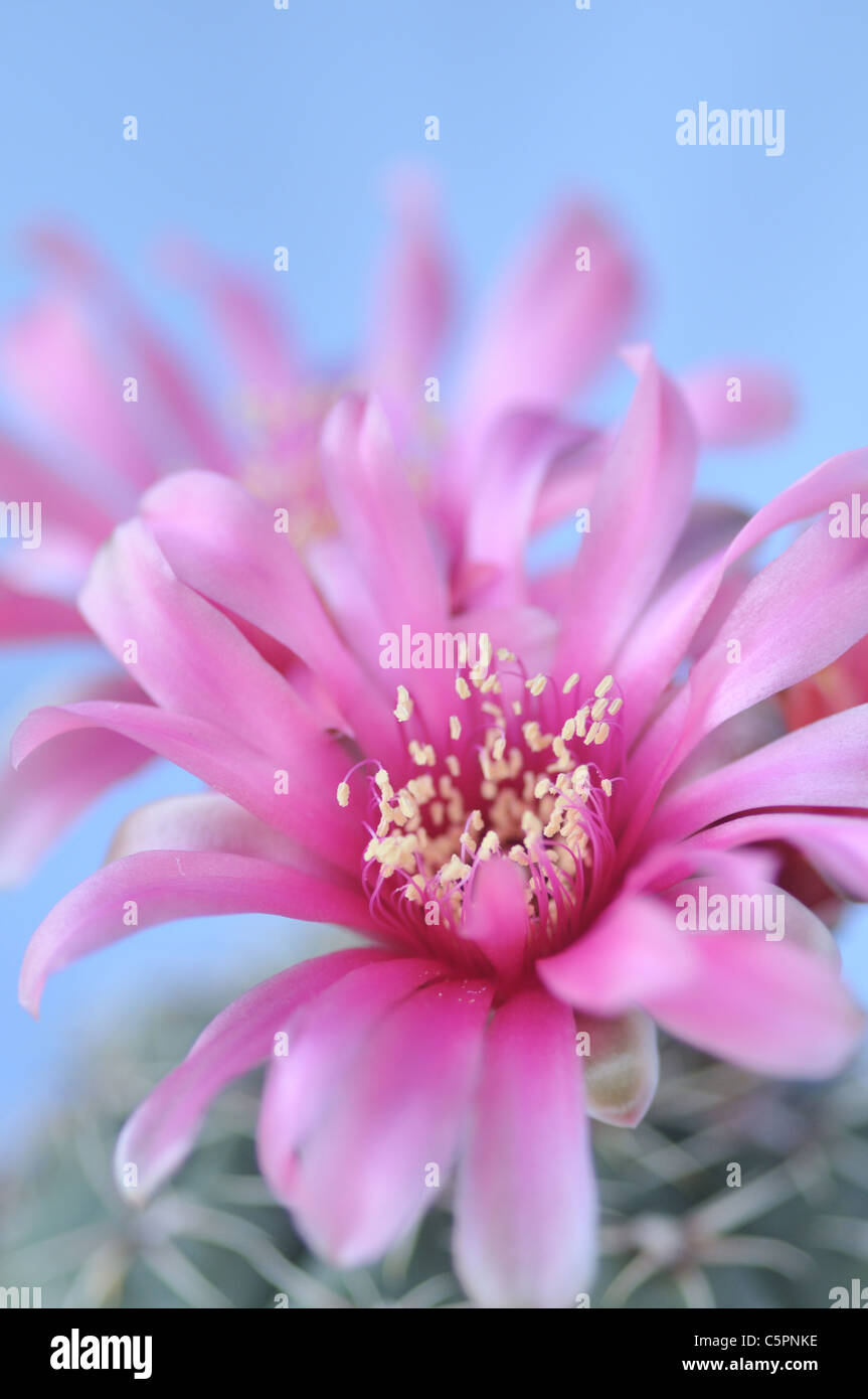 Blooming cactus, Genus: Gymnocalycium Venturi Stock Photo - Alamy