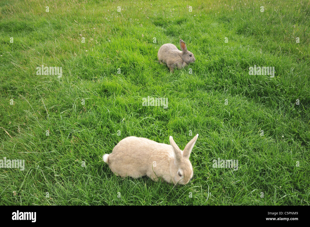 Two bunnies on grass Stock Photo - Alamy