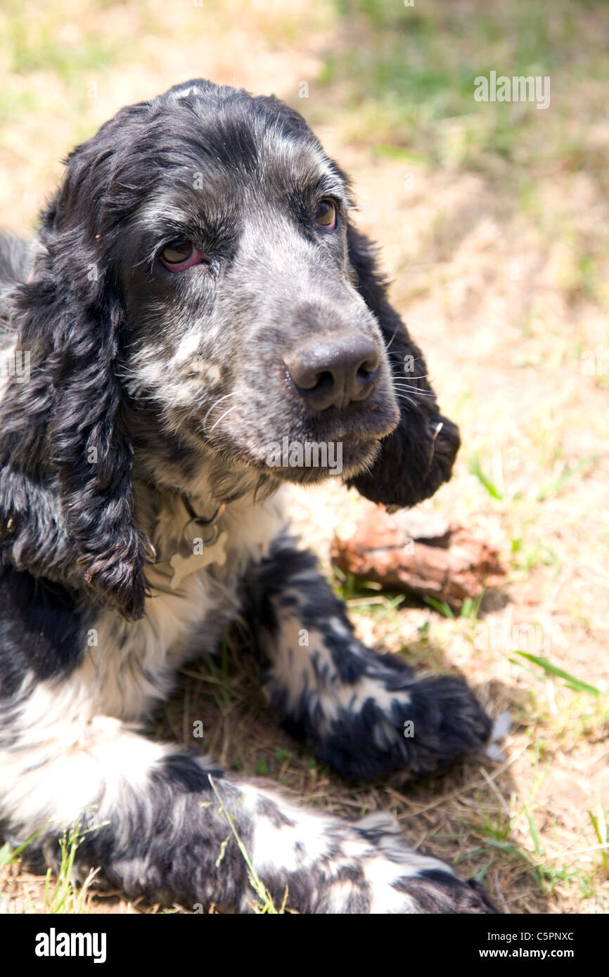 Spaniel with long ears hi-res stock photography and images - Alamy
