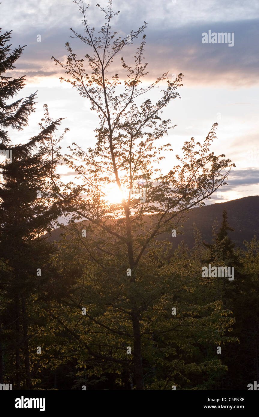 A view with sunshine across the forested landscape of Mount Desert ...