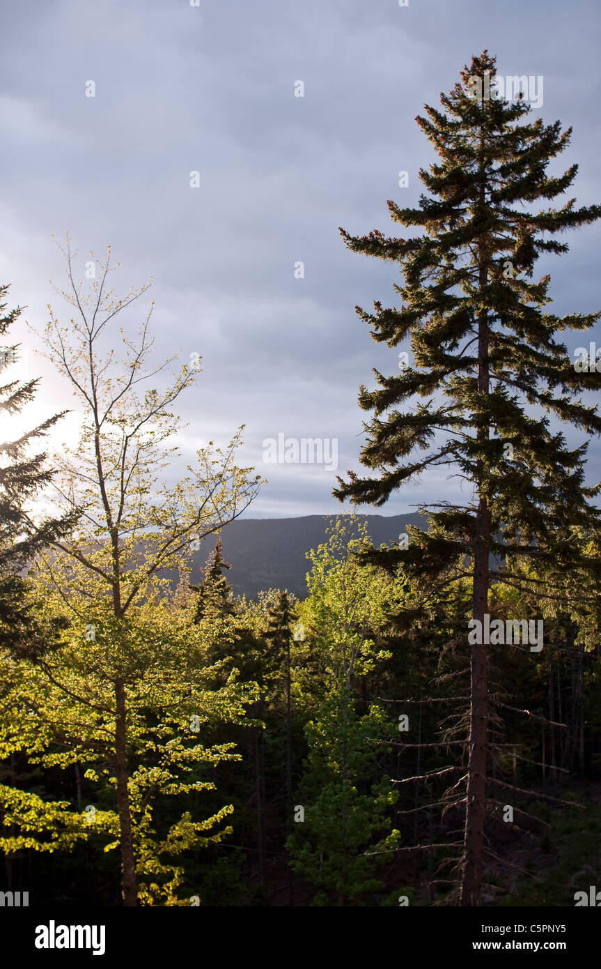 A view with sunshine across the forested landscape of Mount Desert ...