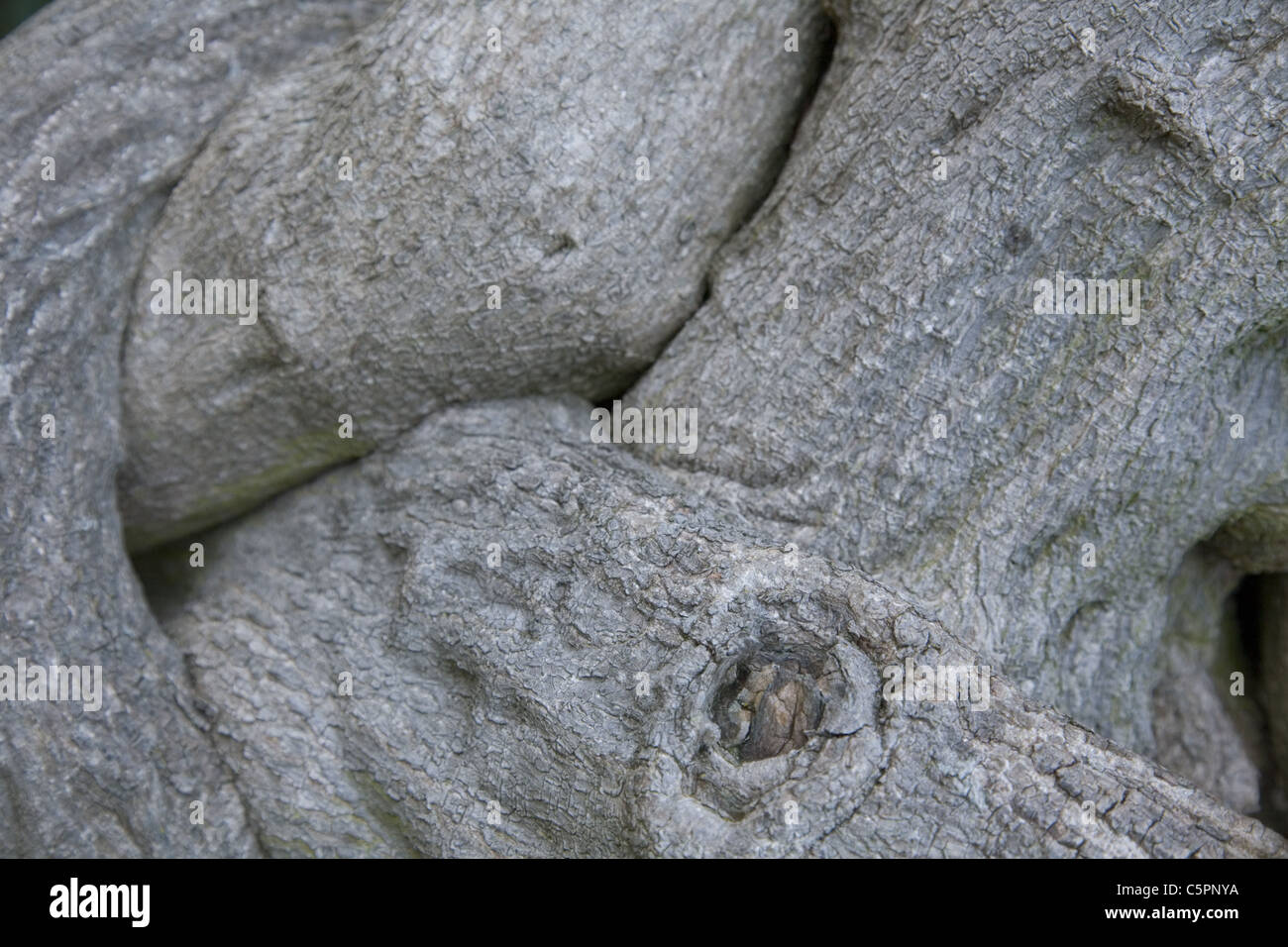 Gnarled, twisted aged tree trunk Stock Photo - Alamy