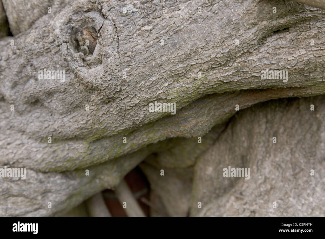 Twisted, gnarled tree trunk with knot Stock Photo - Alamy