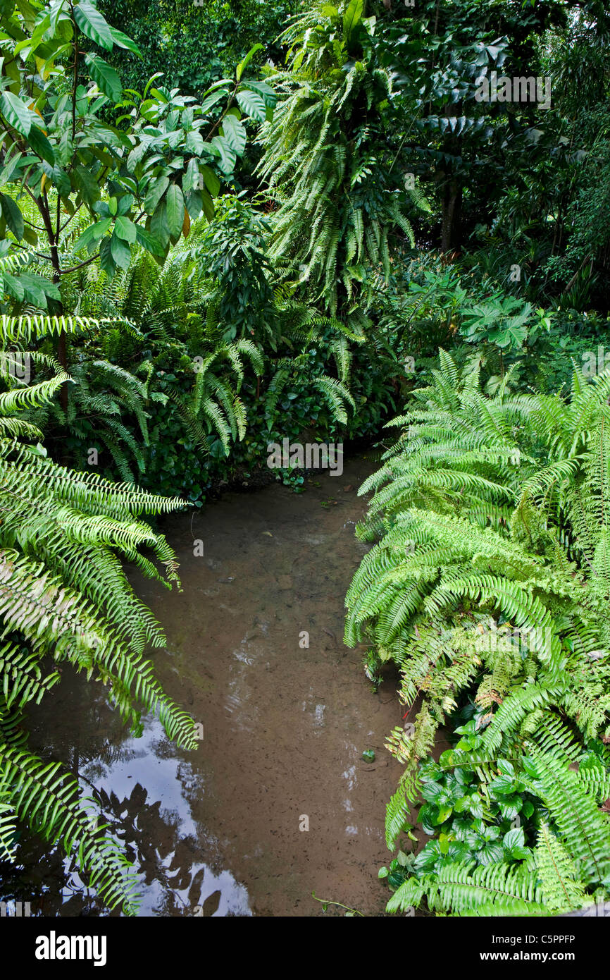 Rain tree singapore botanic gardens hi-res stock photography and images ...