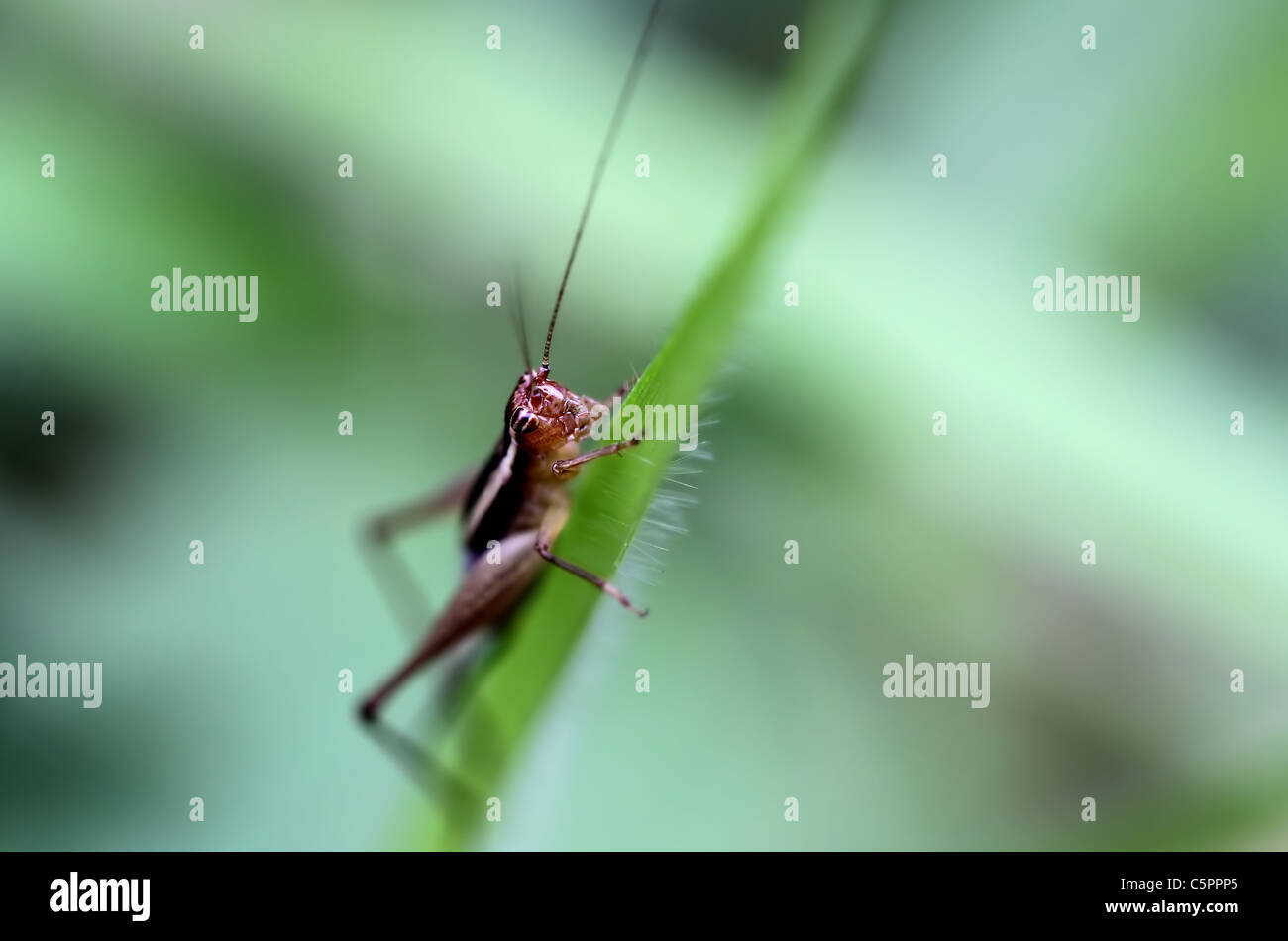 Cricket grass hi-res stock photography and images - Alamy