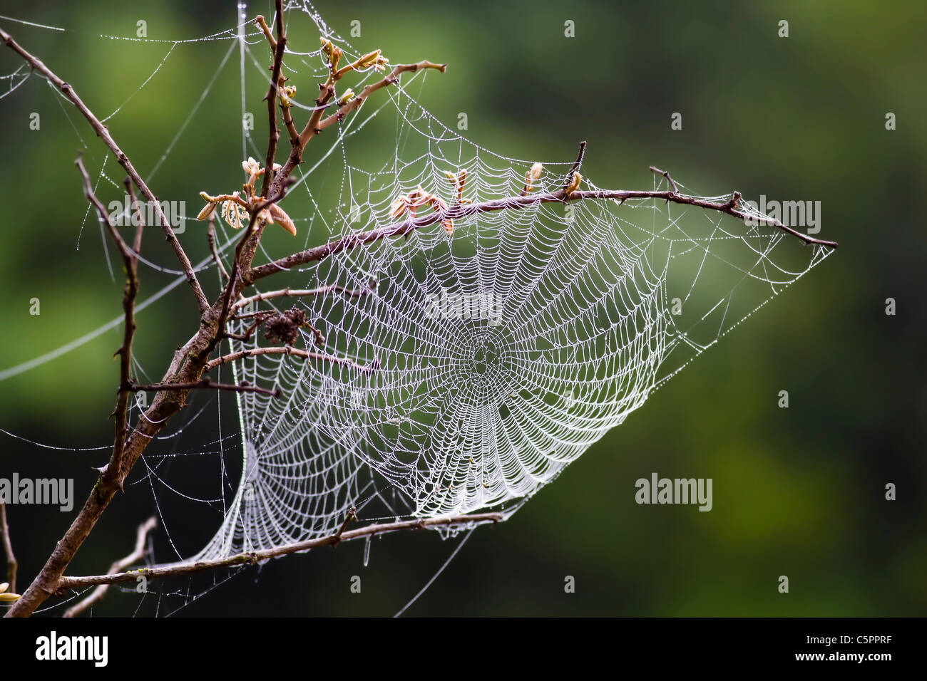 Ground spider web hi-res stock photography and images - Alamy