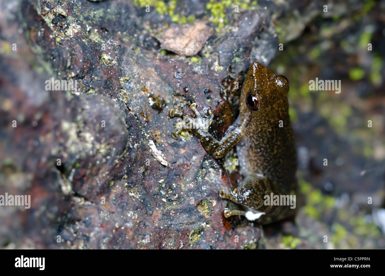 Black Torrent Frog sitting on a rock Stock Photo - Alamy