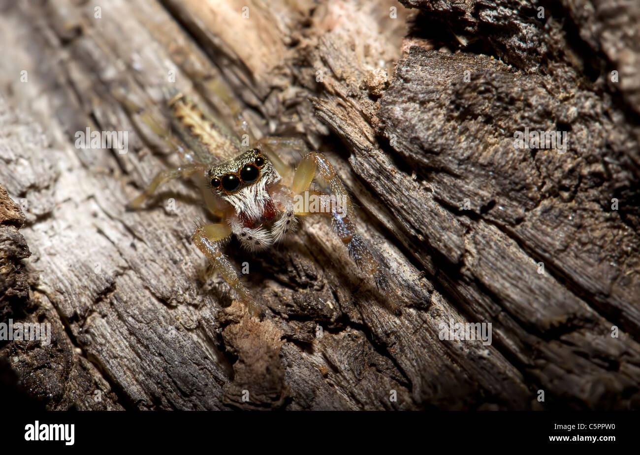 A jumping spider on tree Stock Photo - Alamy