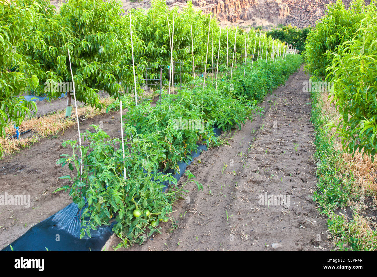 Intercropping hi-res stock photography and images - Alamy