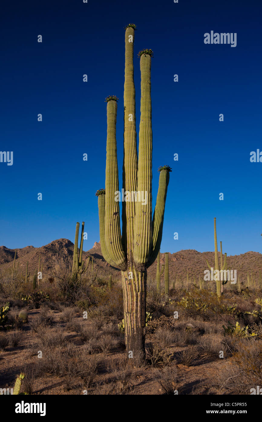 Giant Saguaro cactus (Carnegiea gigantea) with blue sky, Saguaro ...