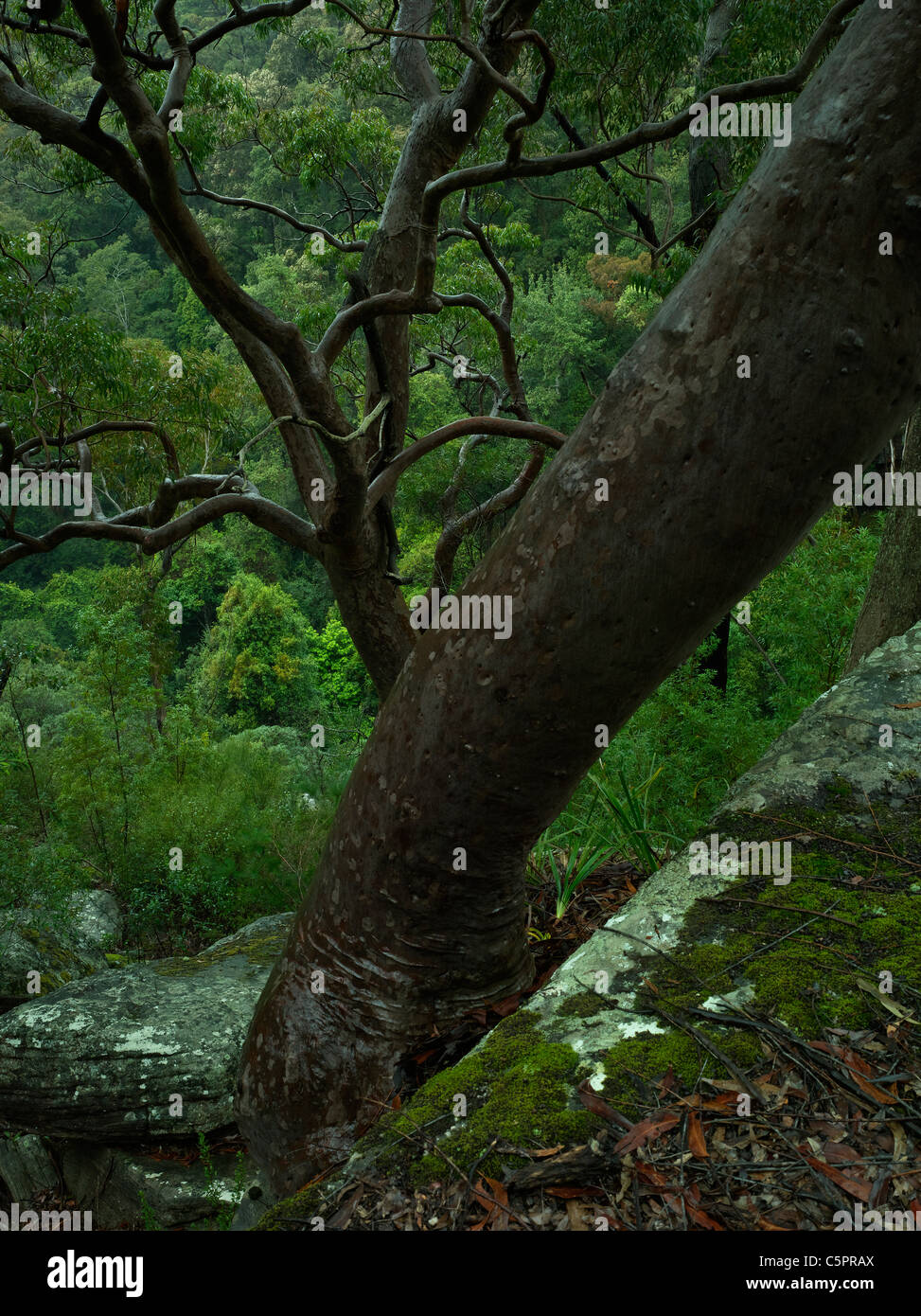 Wet sclerophyl forest with Angophora costata trees, Royal National Park ...