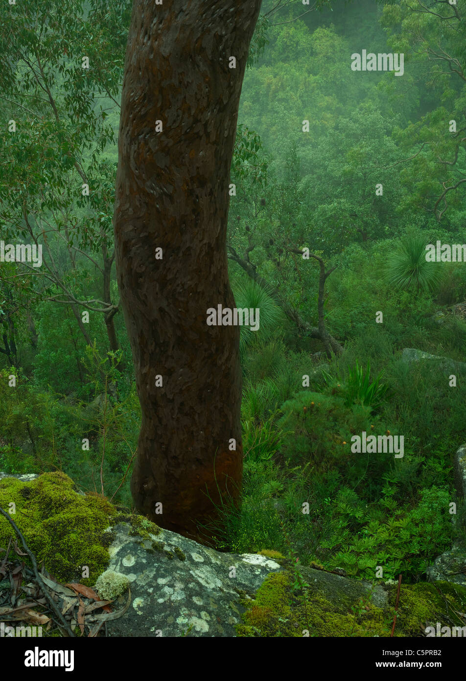 Angophora tree hi-res stock photography and images - Alamy