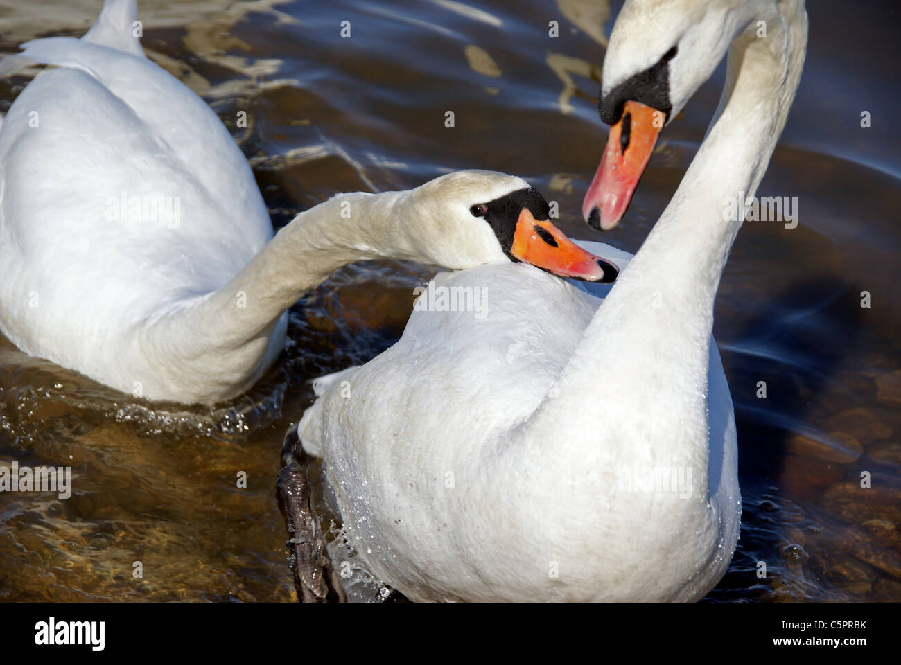 Graceful wingspan hi-res stock photography and images - Alamy