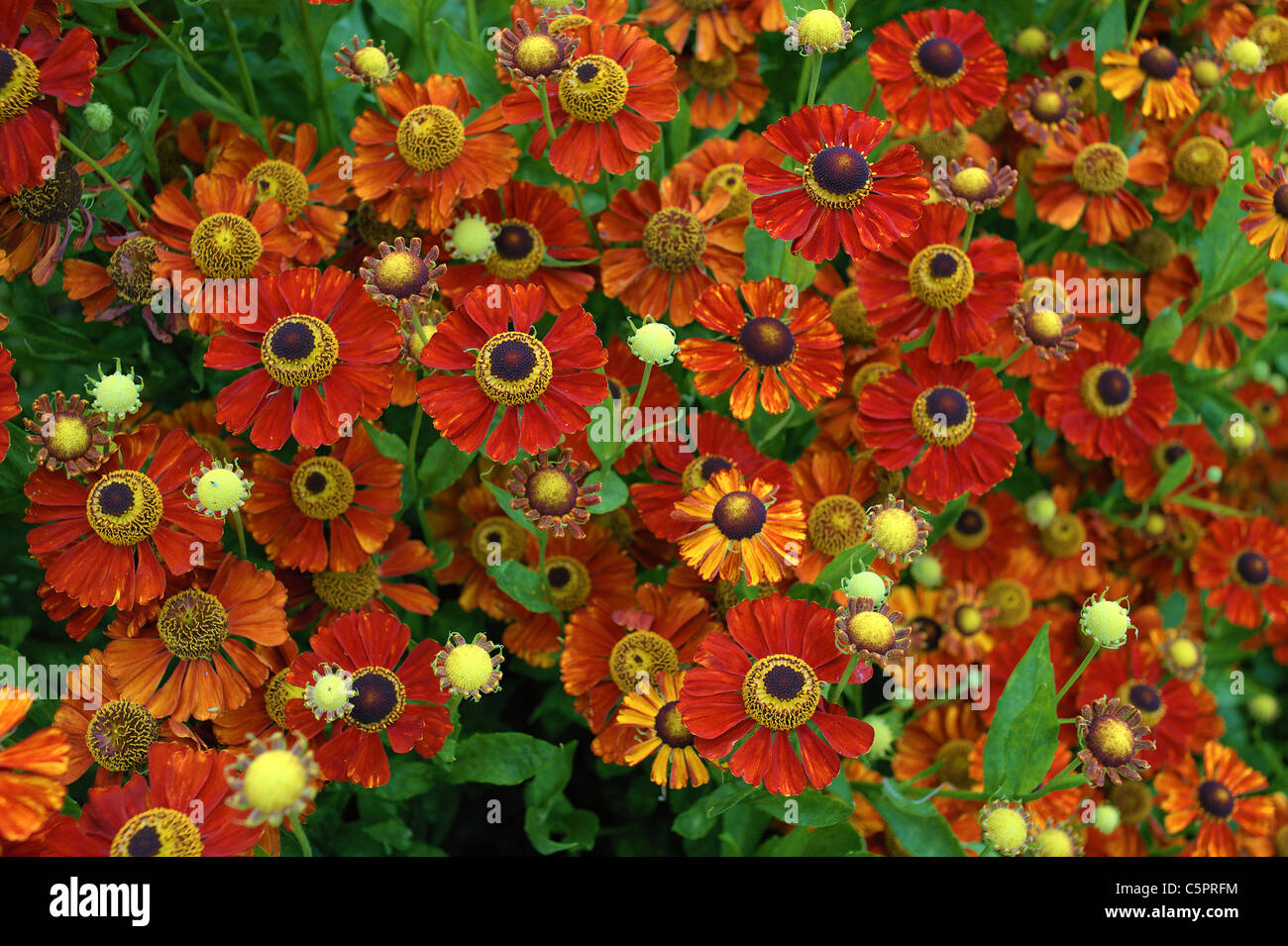 Red Helenium flowers in full bloom Stock Photo - Alamy