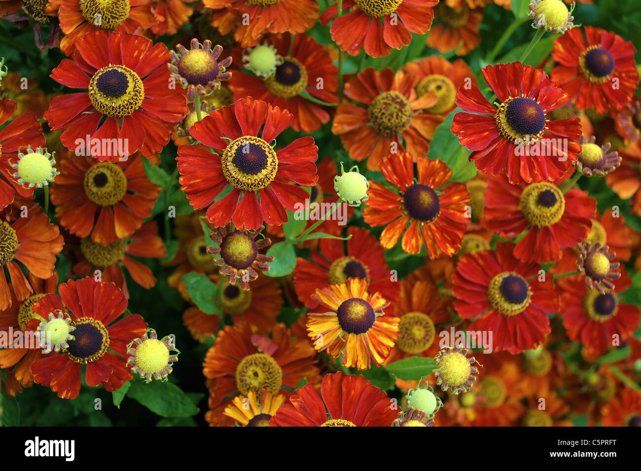 Red Helenium flowers in full bloom Stock Photo - Alamy