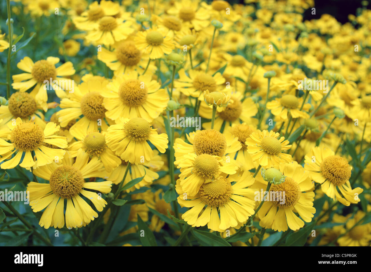 Yellow Helenium High Resolution Stock Photography and Images - Alamy
