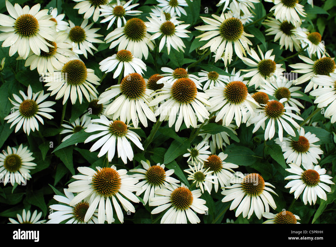 White cone flowers close Echinacea purpurea Stock Photo - Alamy