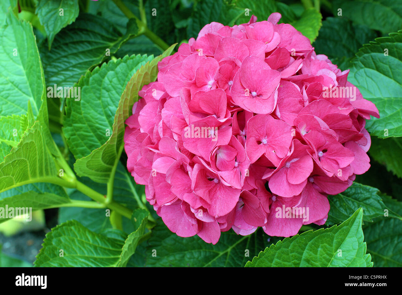 Pink hydrangea blossom Stock Photo - Alamy