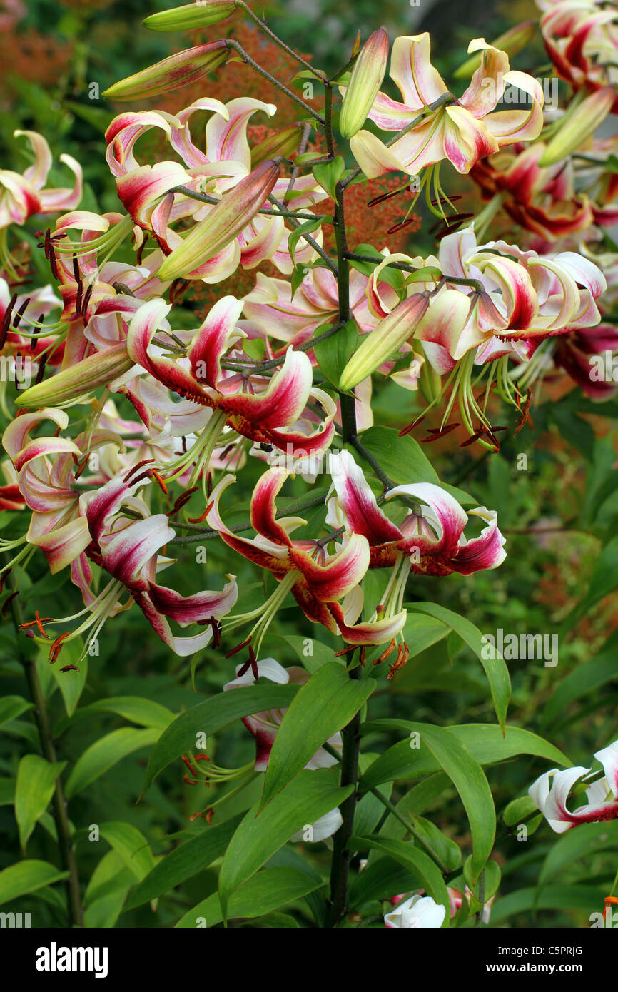 Lily flowers in full bloom Lilium Stock Photo - Alamy