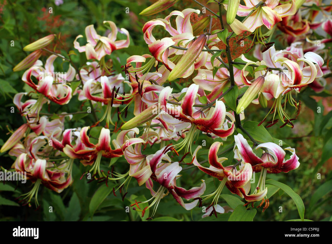 Lily flowers in full bloom Lilium Stock Photo - Alamy