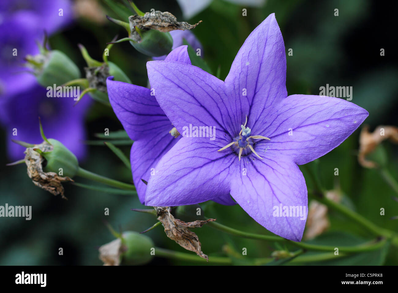 Platycodon grandiflorus hi-res stock photography and images - Alamy