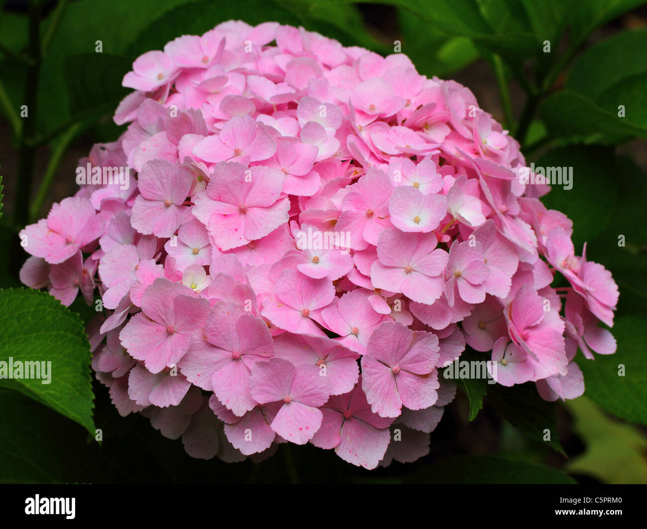 Pink hydrangea blossom Stock Photo - Alamy