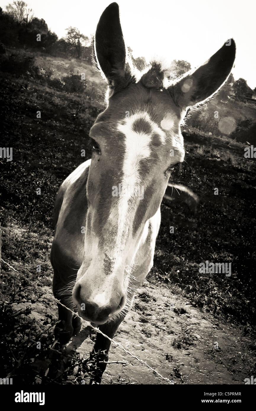Barbed wire legs hi-res stock photography and images - Alamy