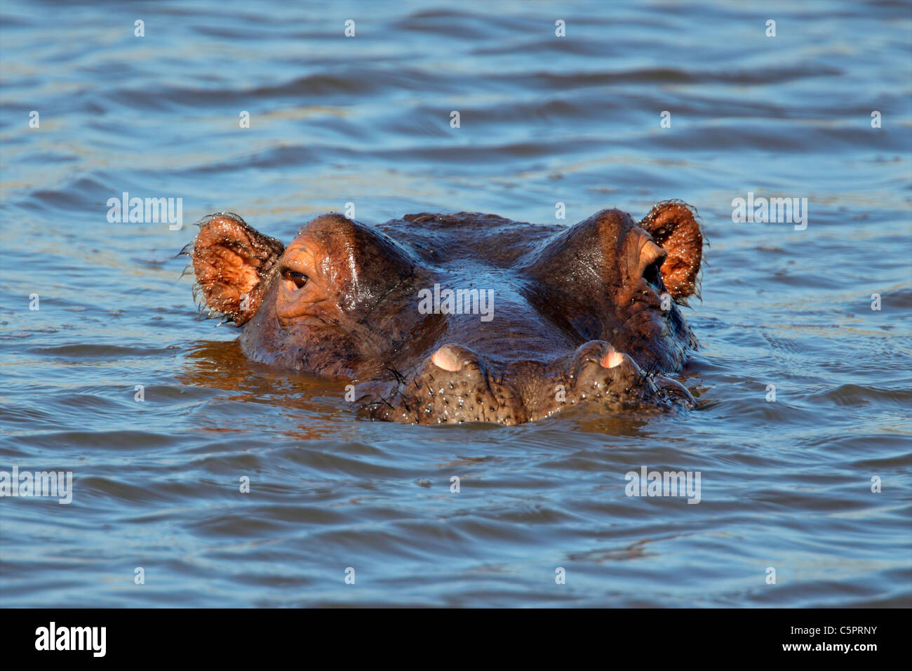 Hippopotamus (Hippopotamus amphibius) submerged in water, Sabie-Sand ...