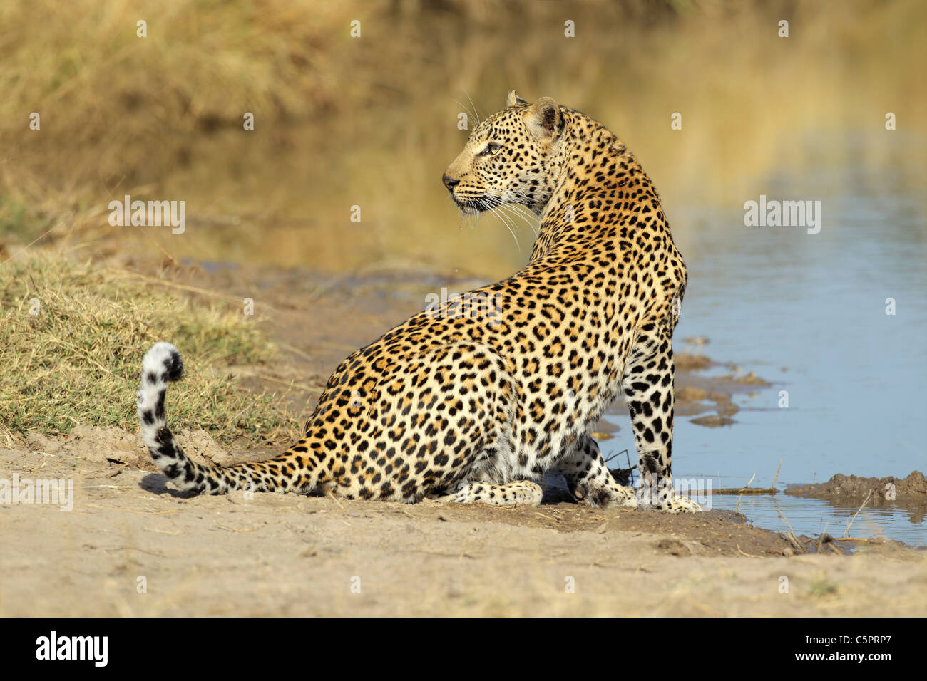 Male leopard (Panthera pardus) at a waterhole, Sabie-Sand nature ...