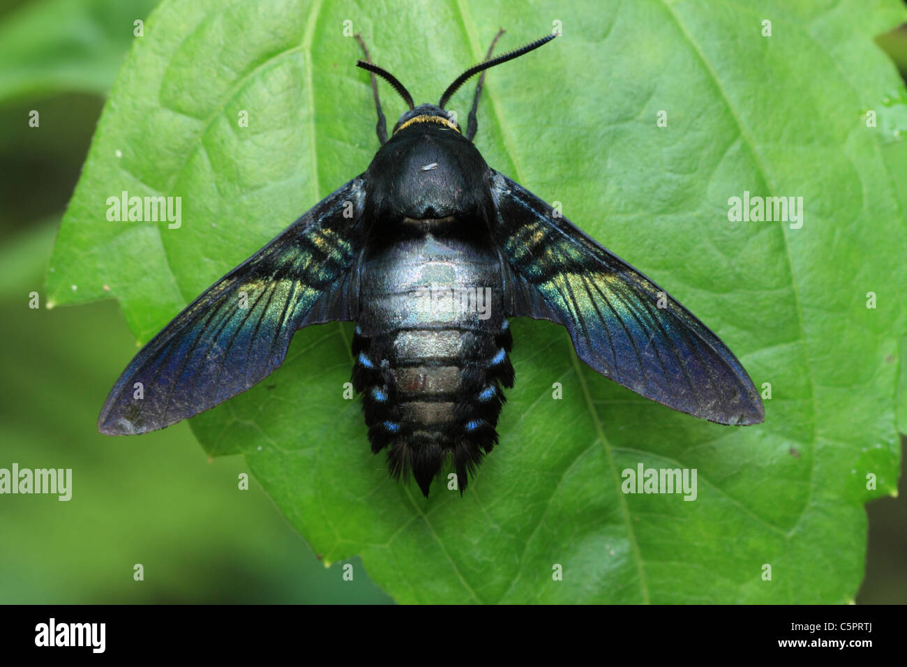 Strange tropical butterfly looking a bit like bumble bee Stock Photo ...