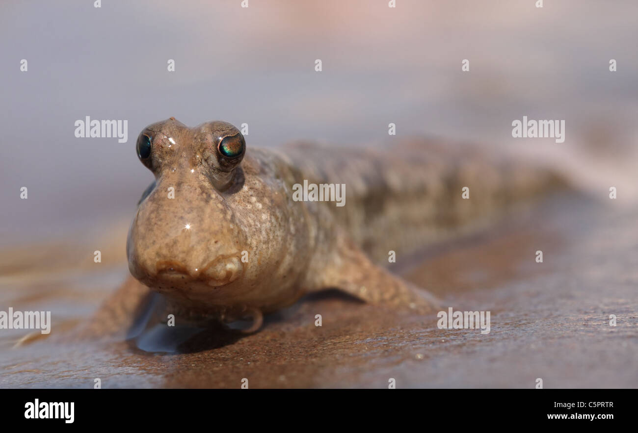 Evolution hi-res stock photography and images - Alamy