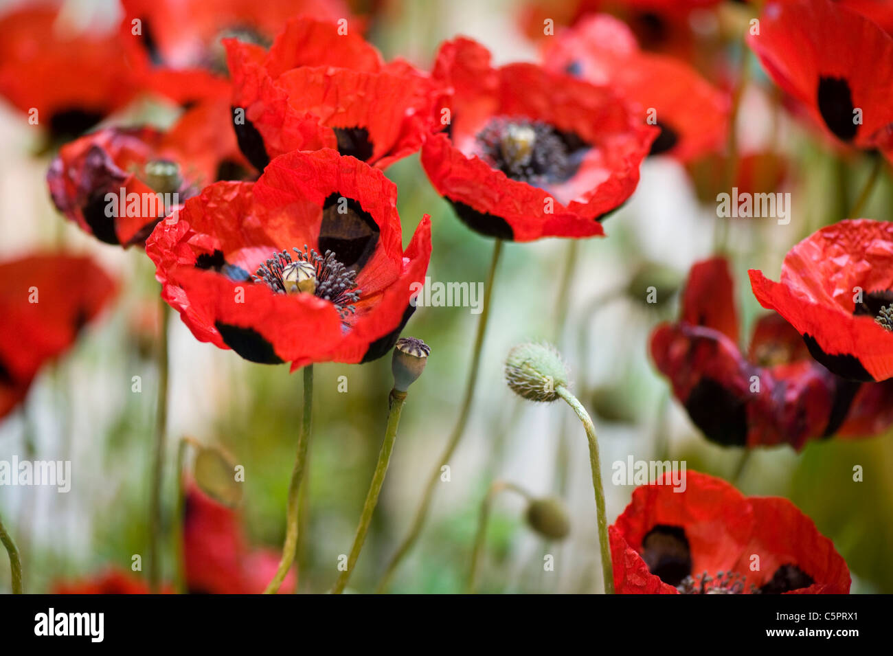 Ladybird poppy - Papaver commutatum poppies Stock Photo - Alamy
