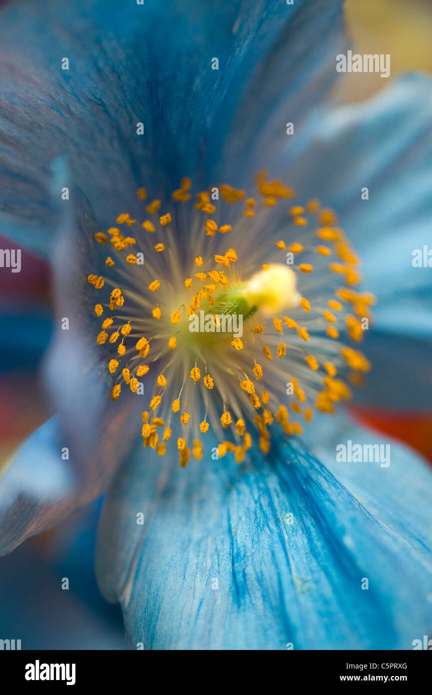 Close-up image image of a Himalayan blue poppy flower head - Meconopsis ...
