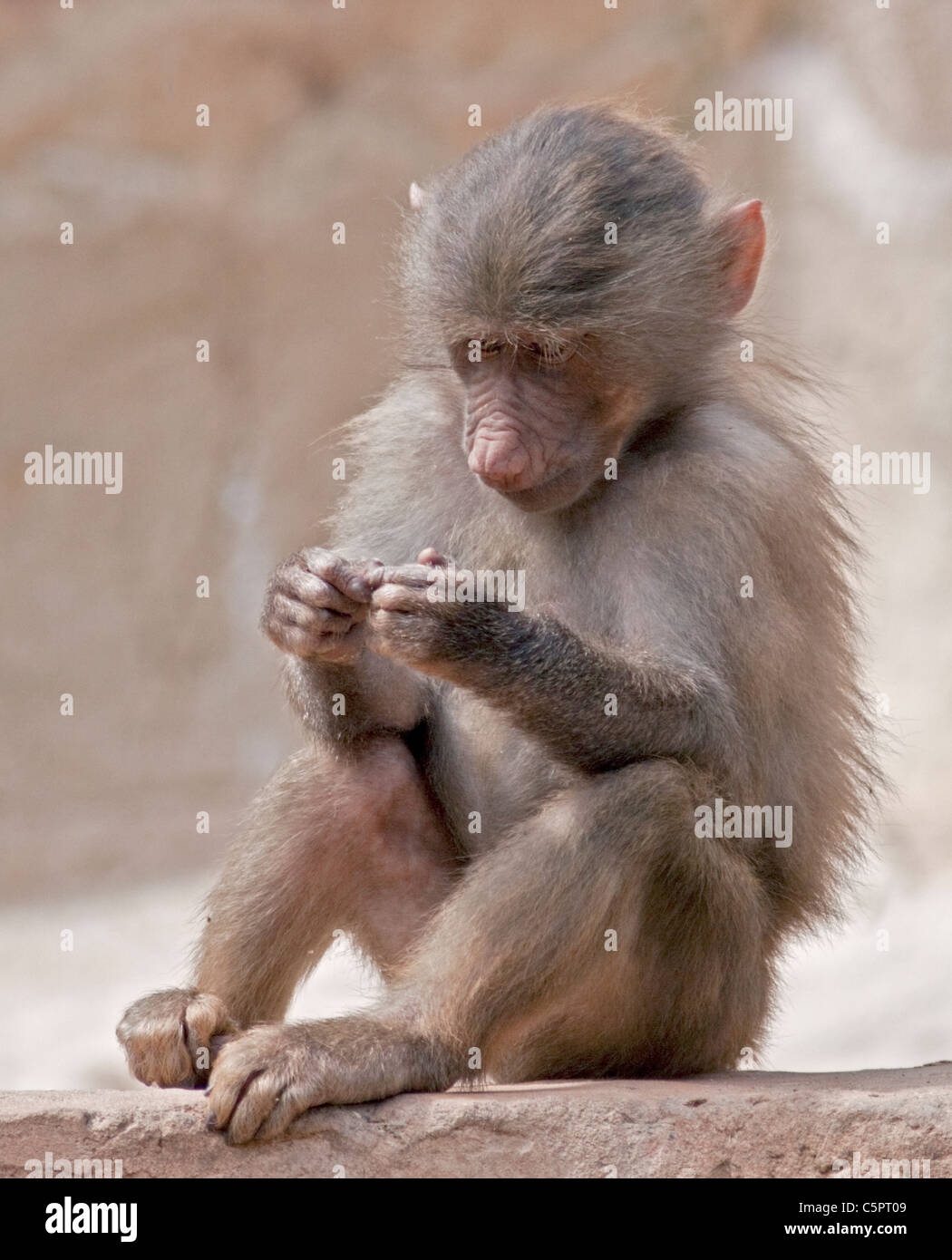 Juvenile primate hi-res stock photography and images - Alamy