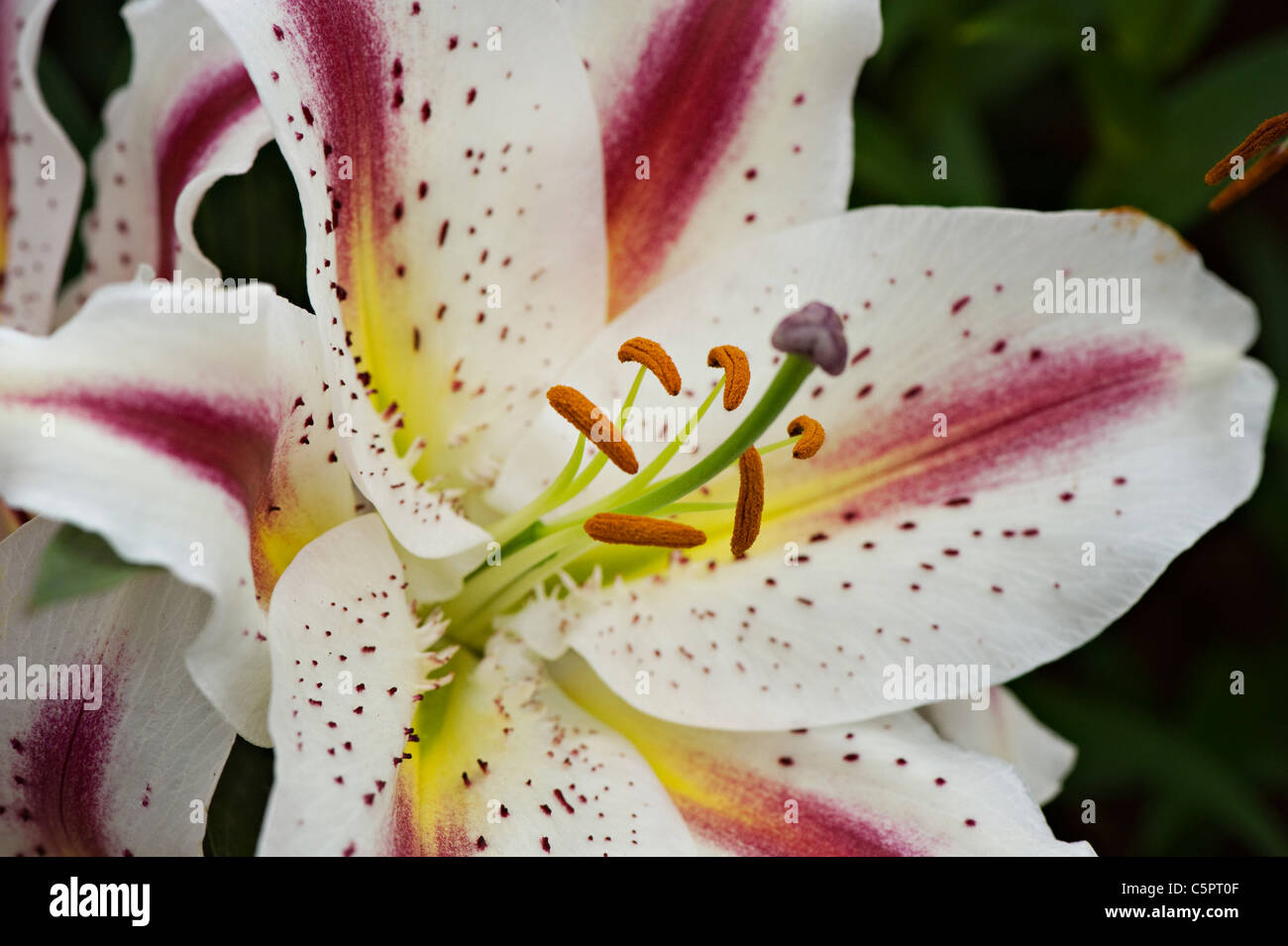 Oriental lily border hi-res stock photography and images - Alamy