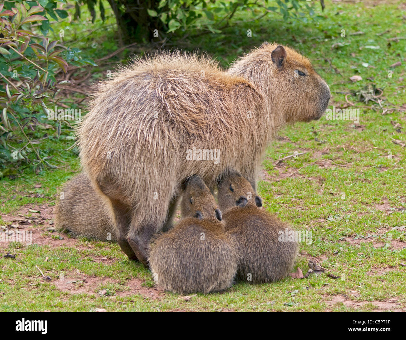 Capybara mother hi-res stock photography and images - Alamy