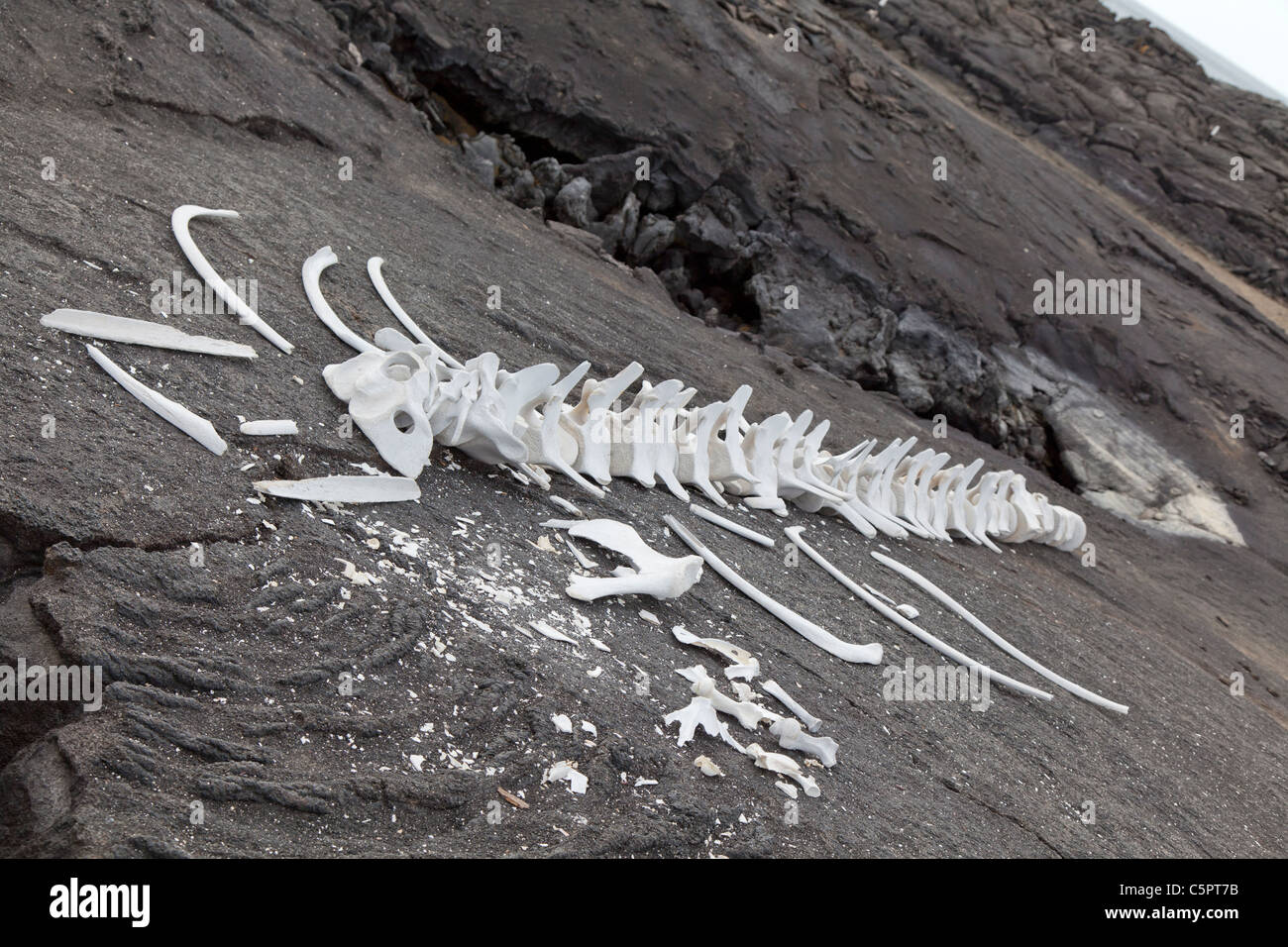 Mammal skeleton hi-res stock photography and images - Alamy