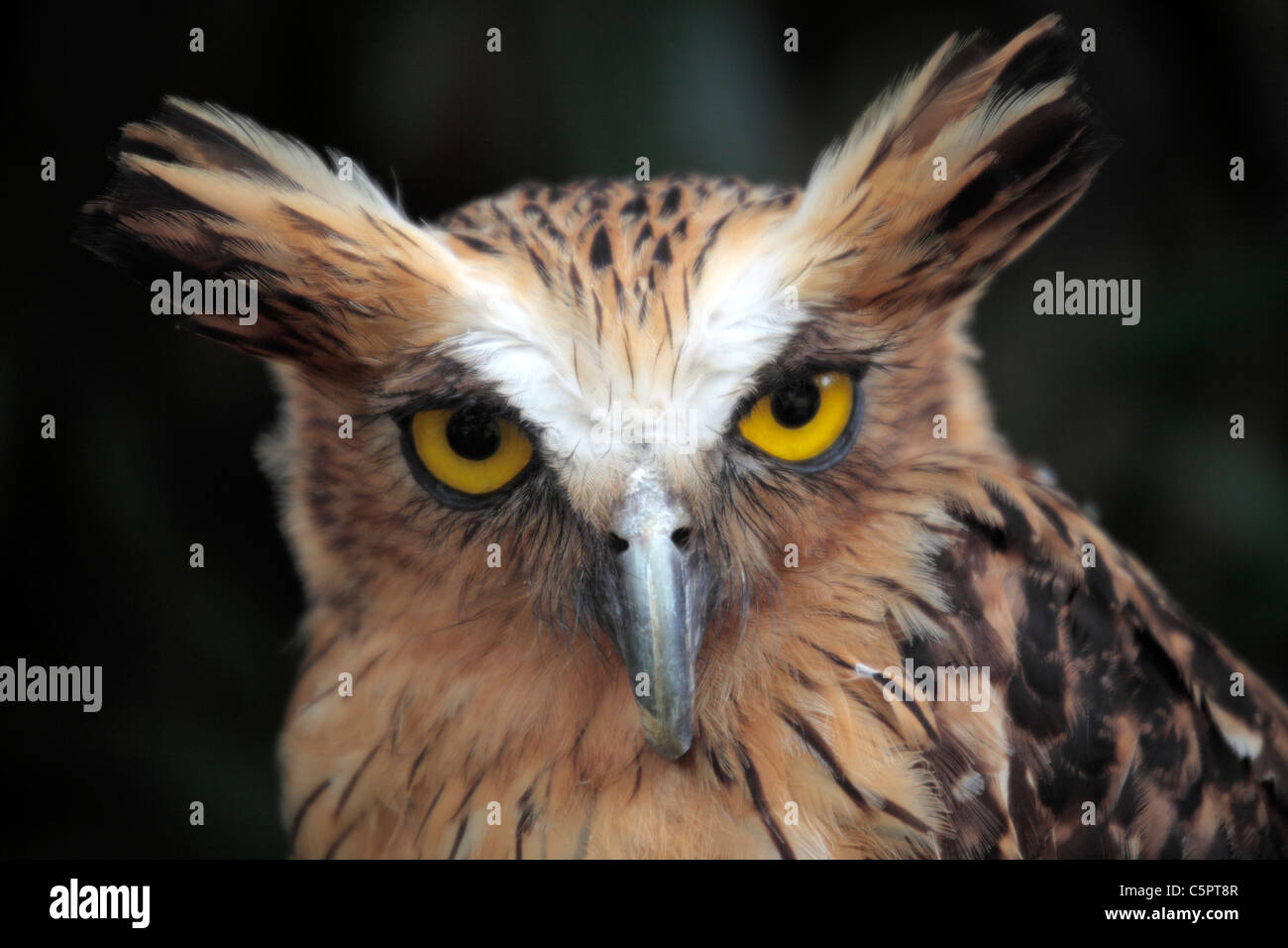 Sula Island Masked Owl