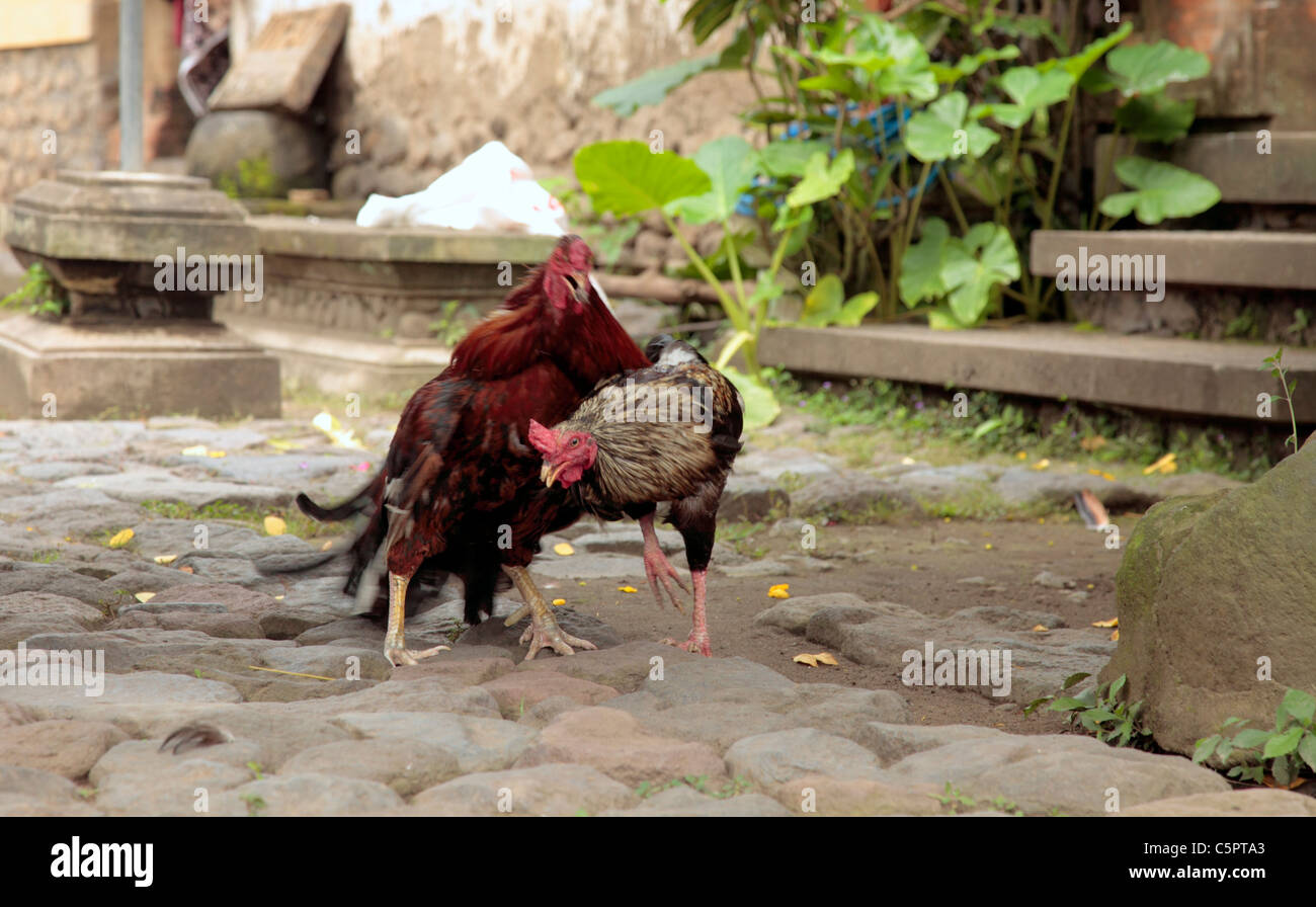 A traditional roosters fight in Bali, Indonesia Stock Photo - Alamy