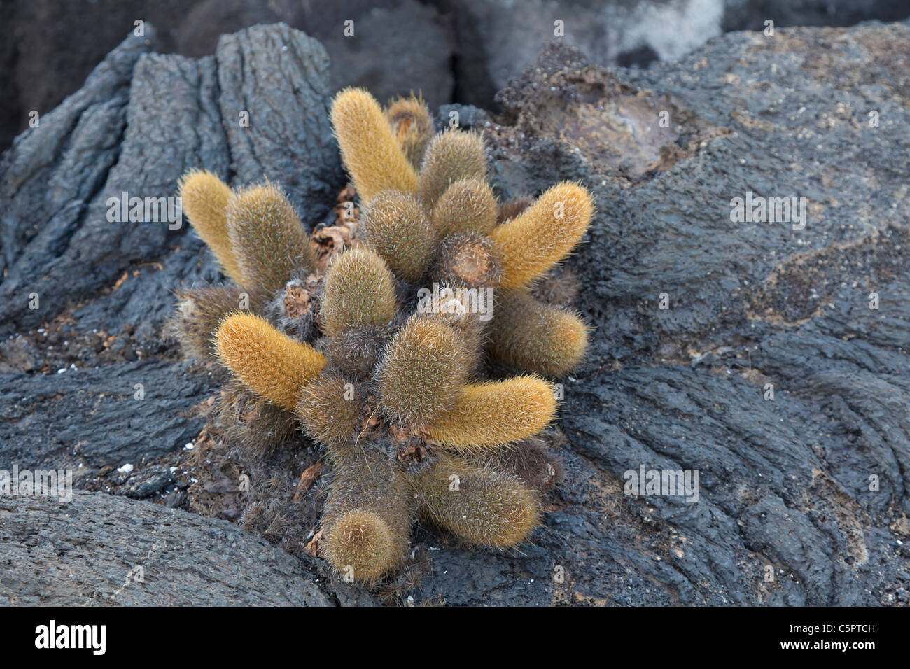 Lava cactus at Punta Espinoza, Galapagos Stock Photo - Alamy