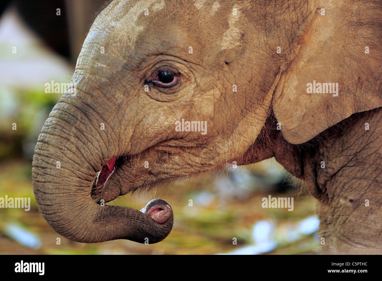 Elephants wade through the Ping River at the Chiang Dao Elephant ...