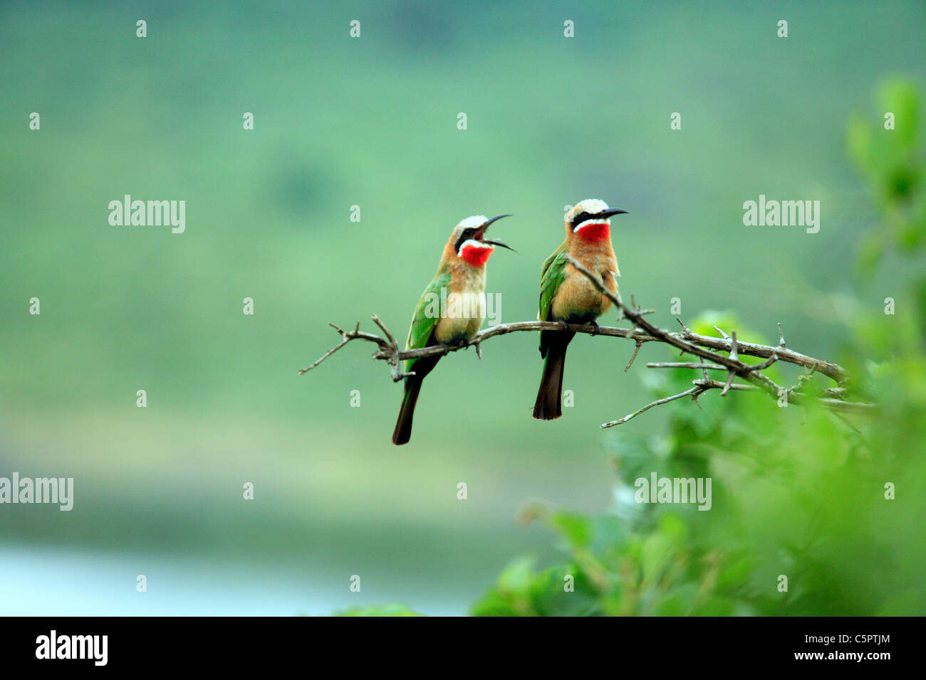 African forest with birds hi-res stock photography and images - Alamy