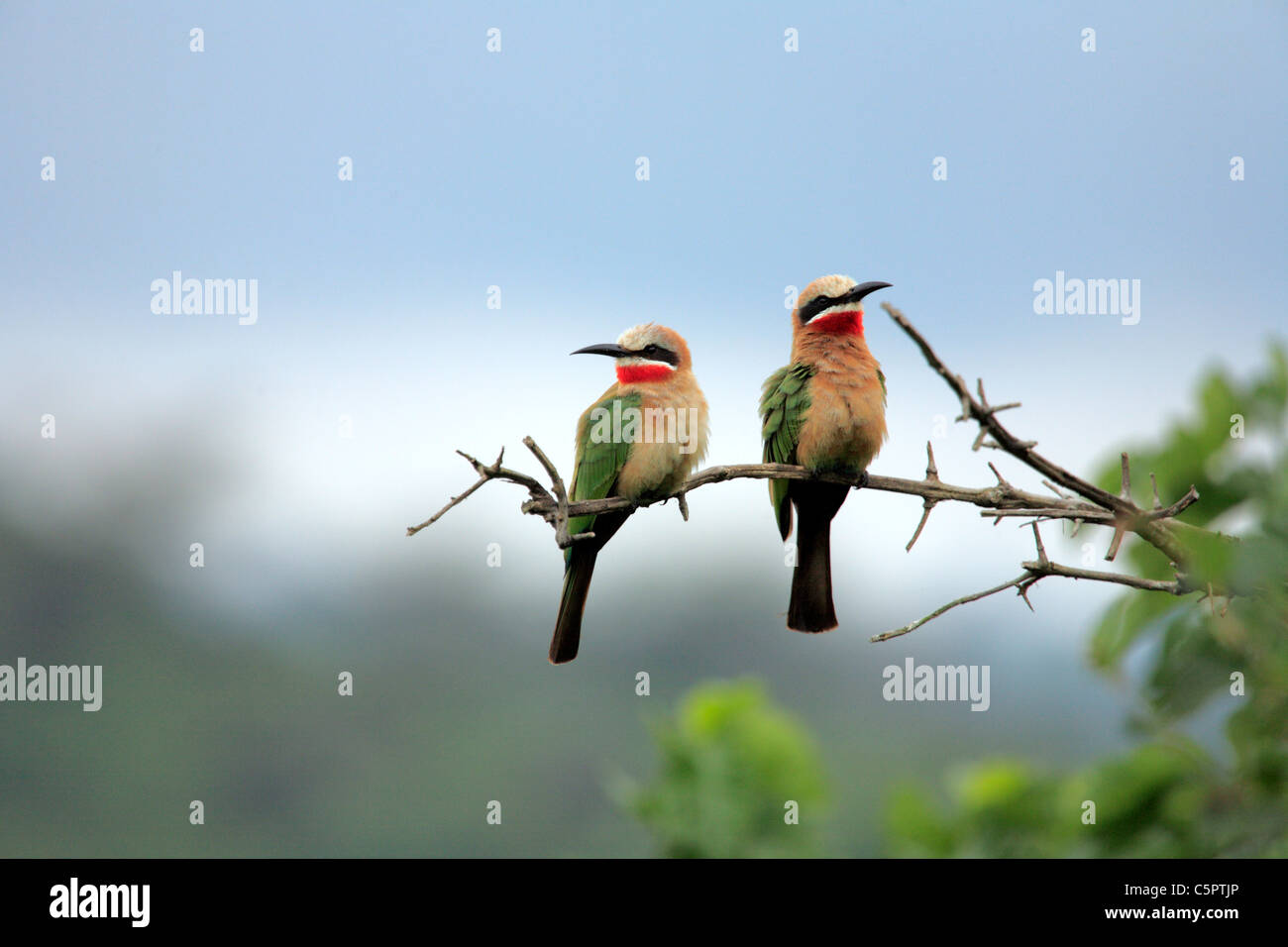 Savanna birds hi-res stock photography and images - Alamy