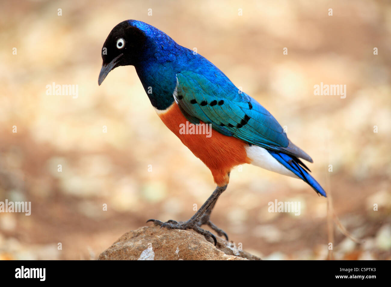 Superbus hi-res stock photography and images - Alamy