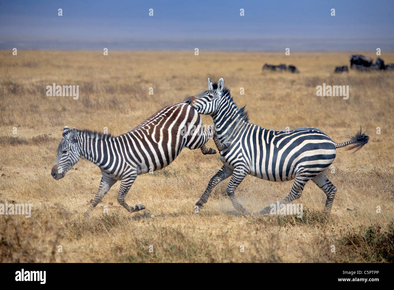 Equus quagga (Zebra), Ngorongoro Conservation Area, Tanzania Stock ...