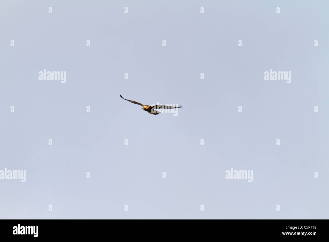 Galapagos Hawk in flight, Galapagos Islands, Ecuador Stock Photo - Alamy