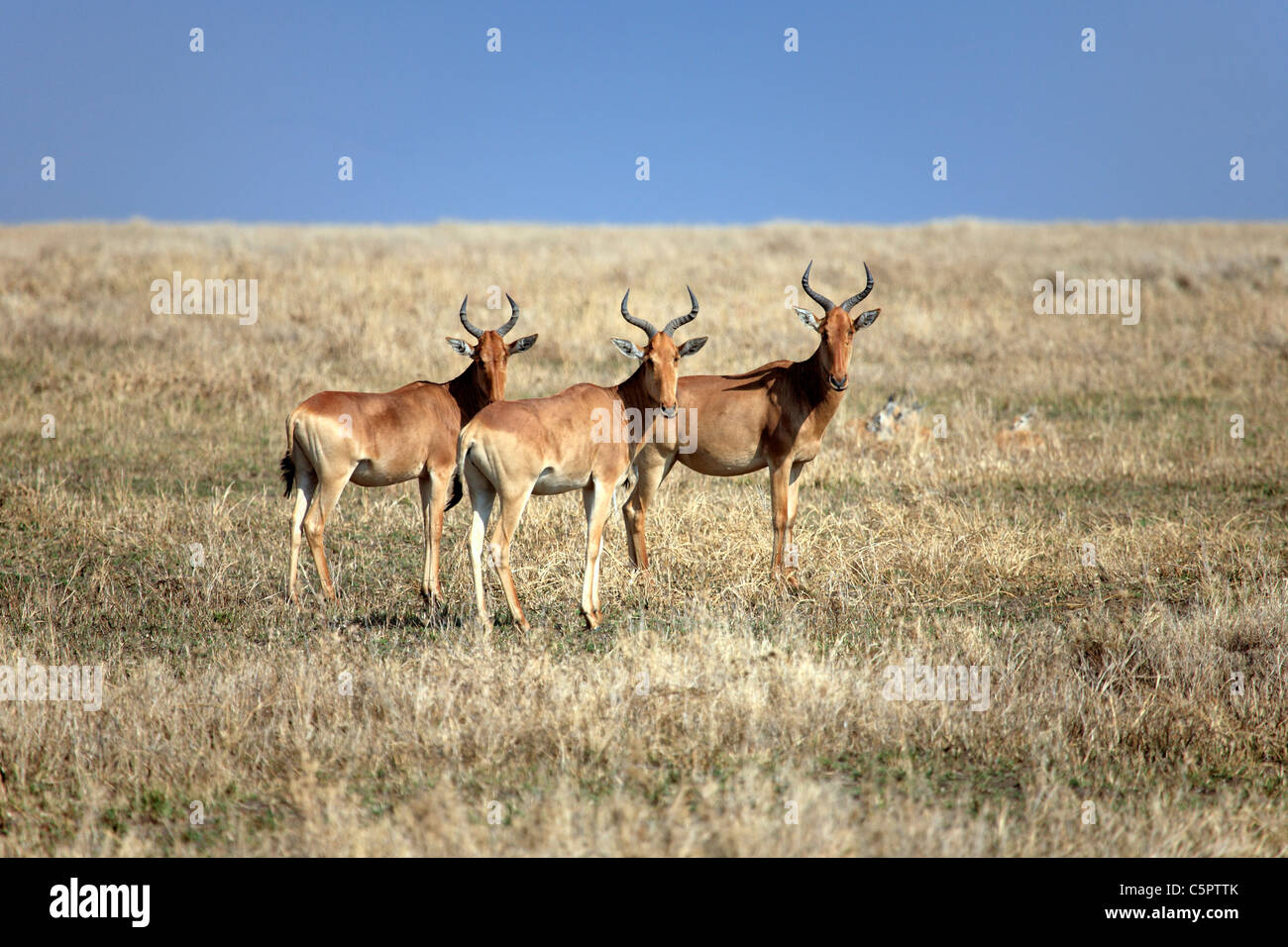 Alcelaphus buselaphus cokii (Coke's hartebeest), Serengeti National ...